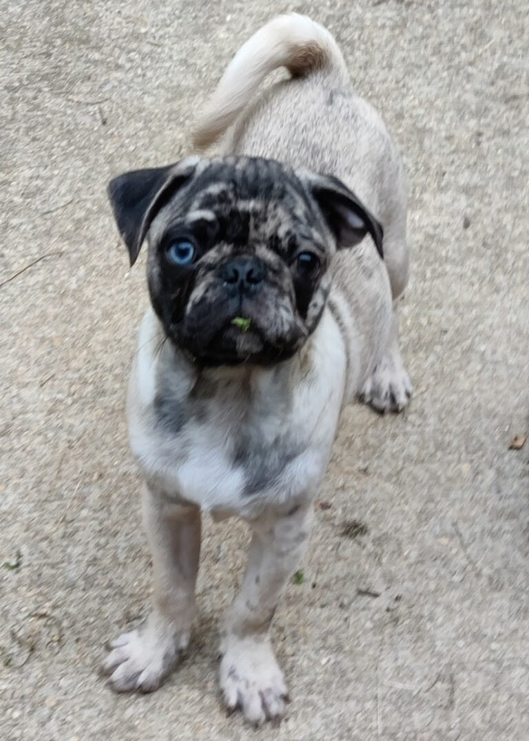Pups Ready for Their New Home - My Pamerepd Pugs
