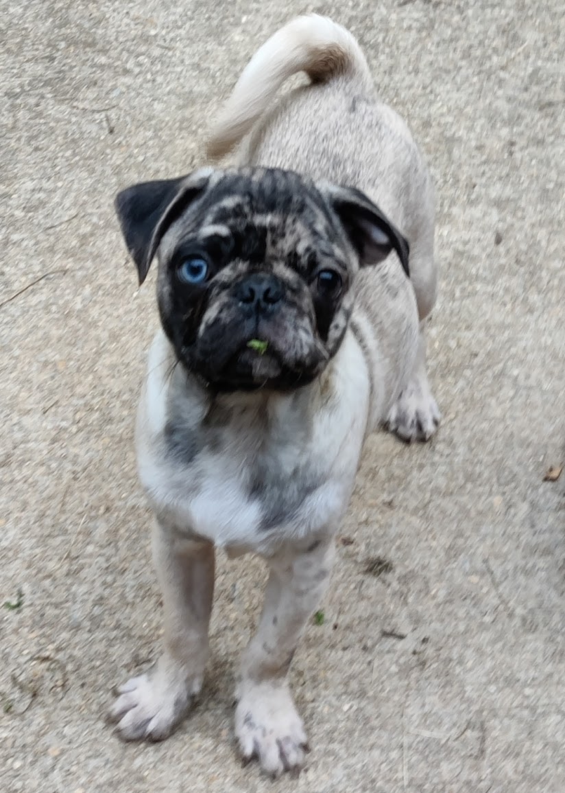 Pups Ready for Their New Home - My Pamerepd Pugs