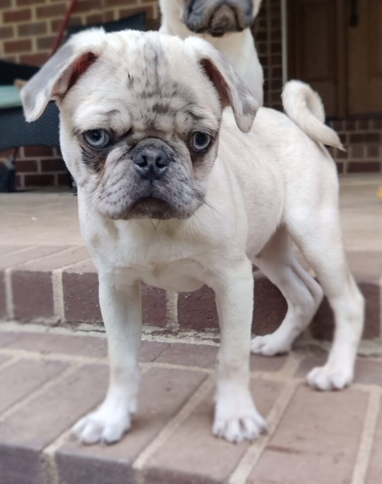 Pups Ready for Their New Home - My Pamerepd Pugs