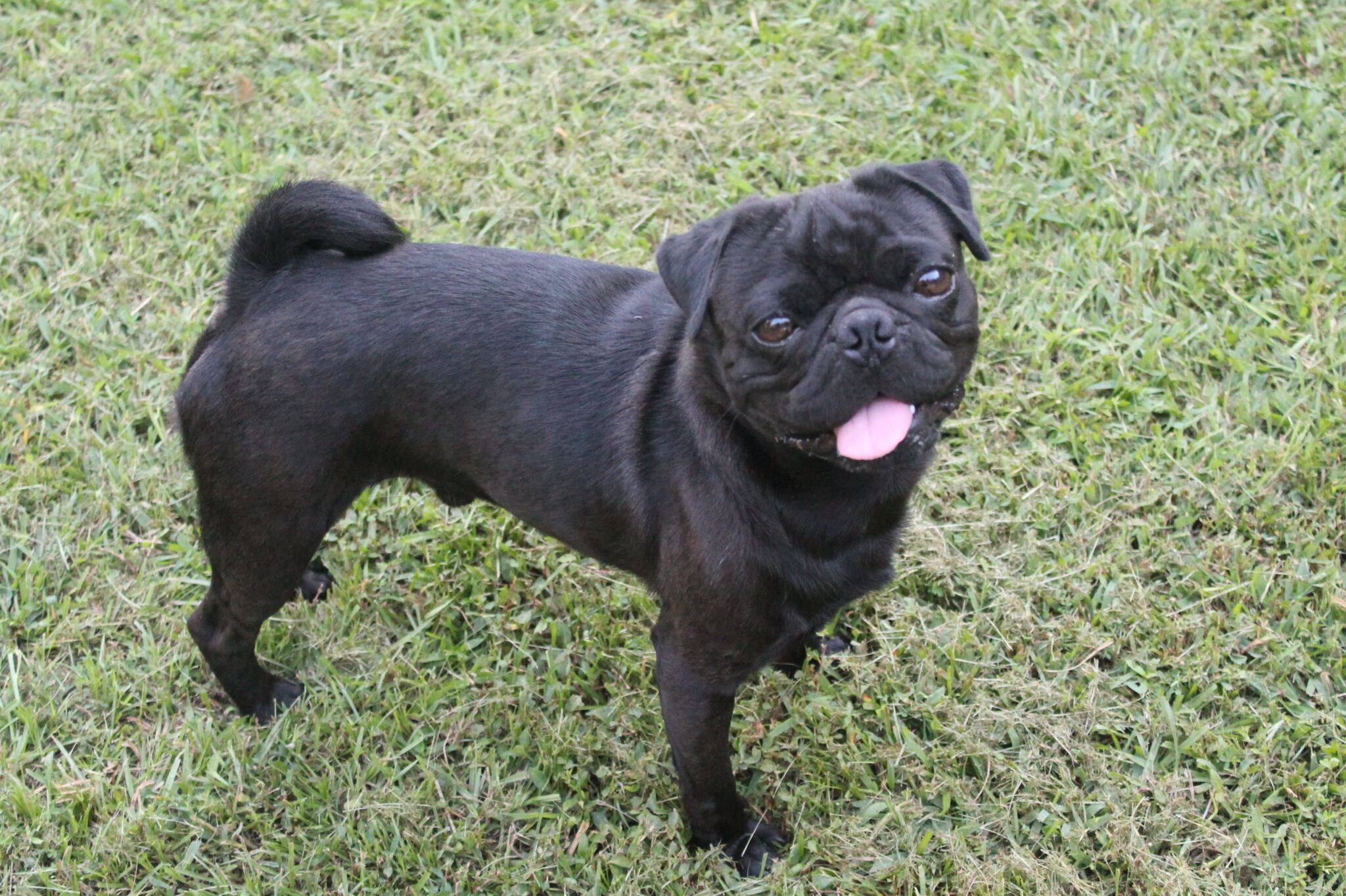 Pups Ready for Their New Home - My Pamerepd Pugs