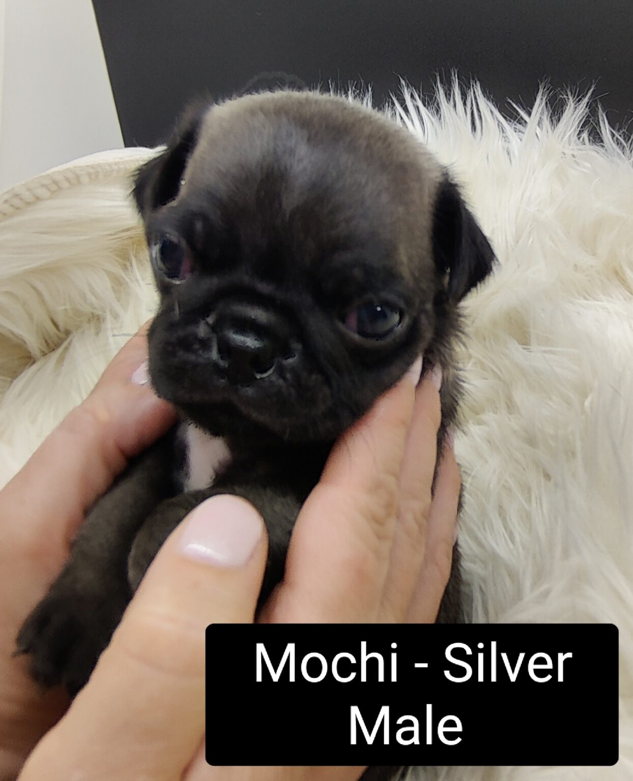 Pups Ready for Their New Home - My Pamerepd Pugs