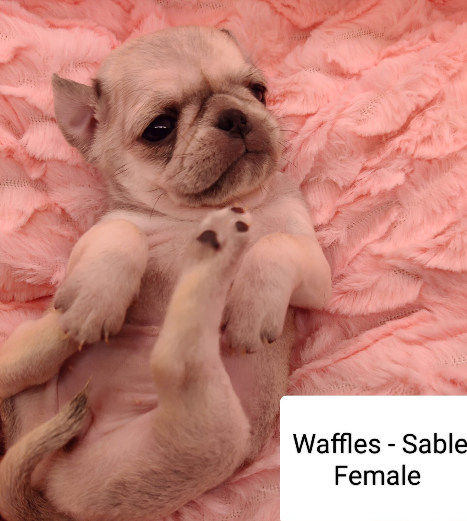 Pups Ready for Their New Home - My Pamerepd Pugs