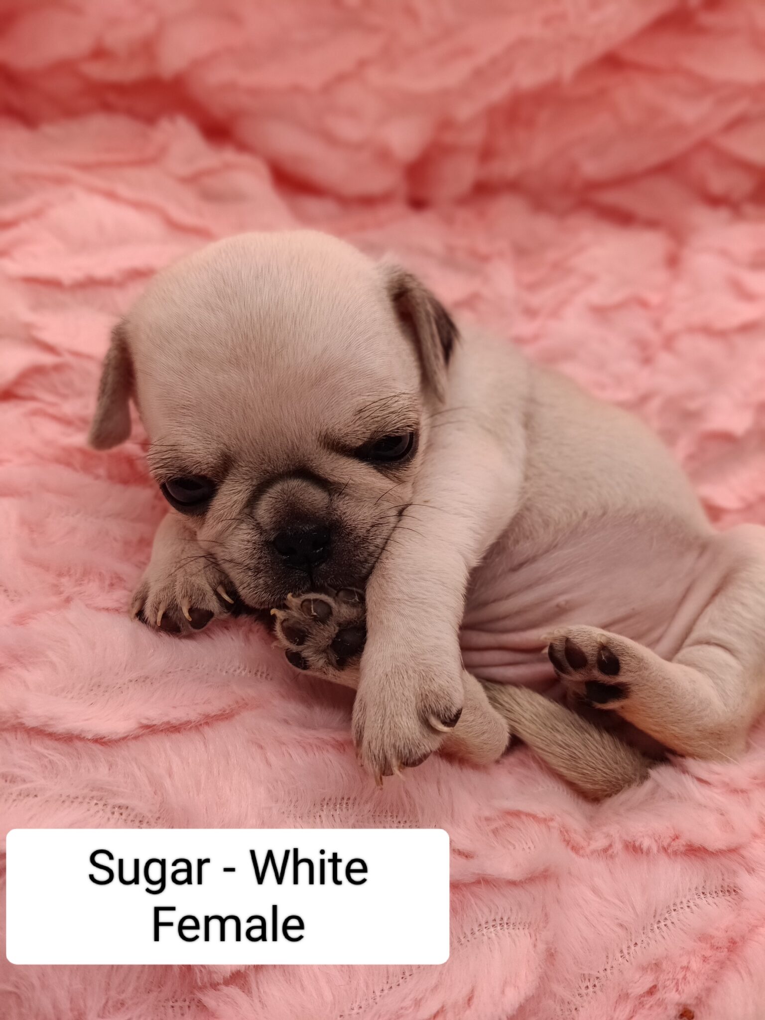 Pups Ready for Their New Home - My Pamerepd Pugs