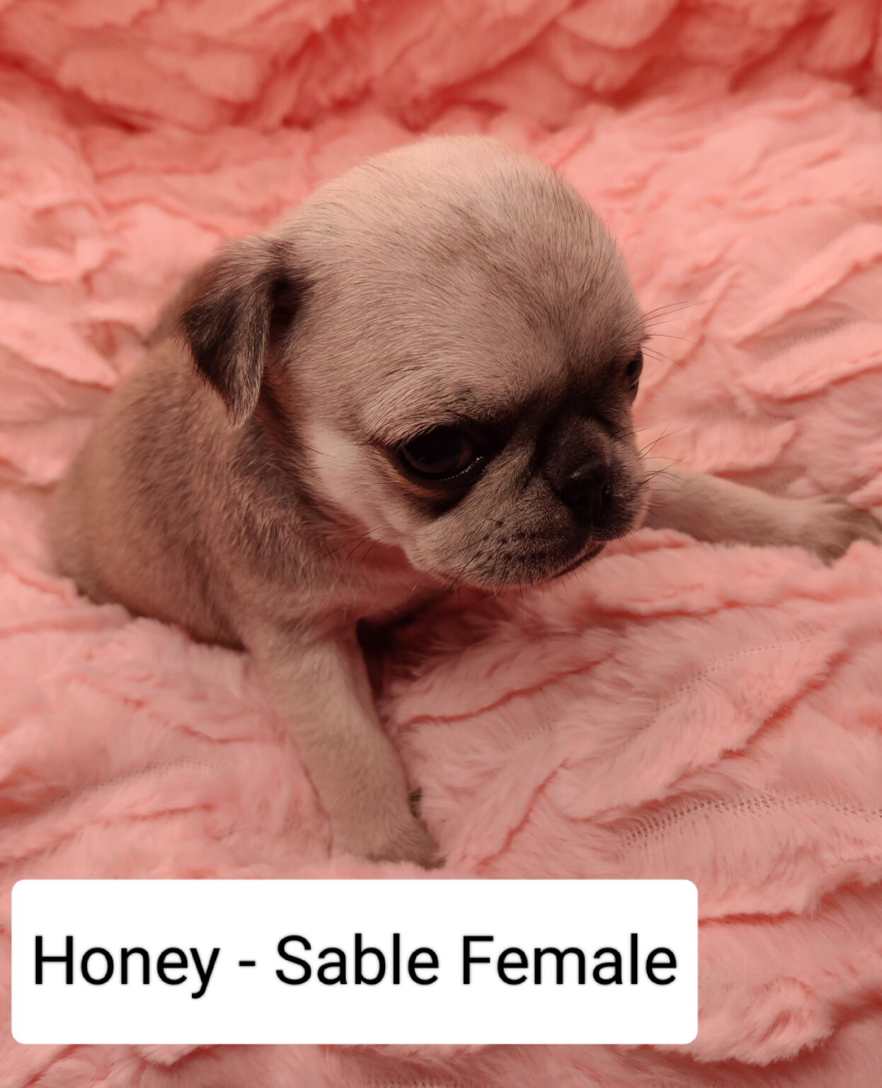 Pups Ready for Their New Home - My Pamerepd Pugs