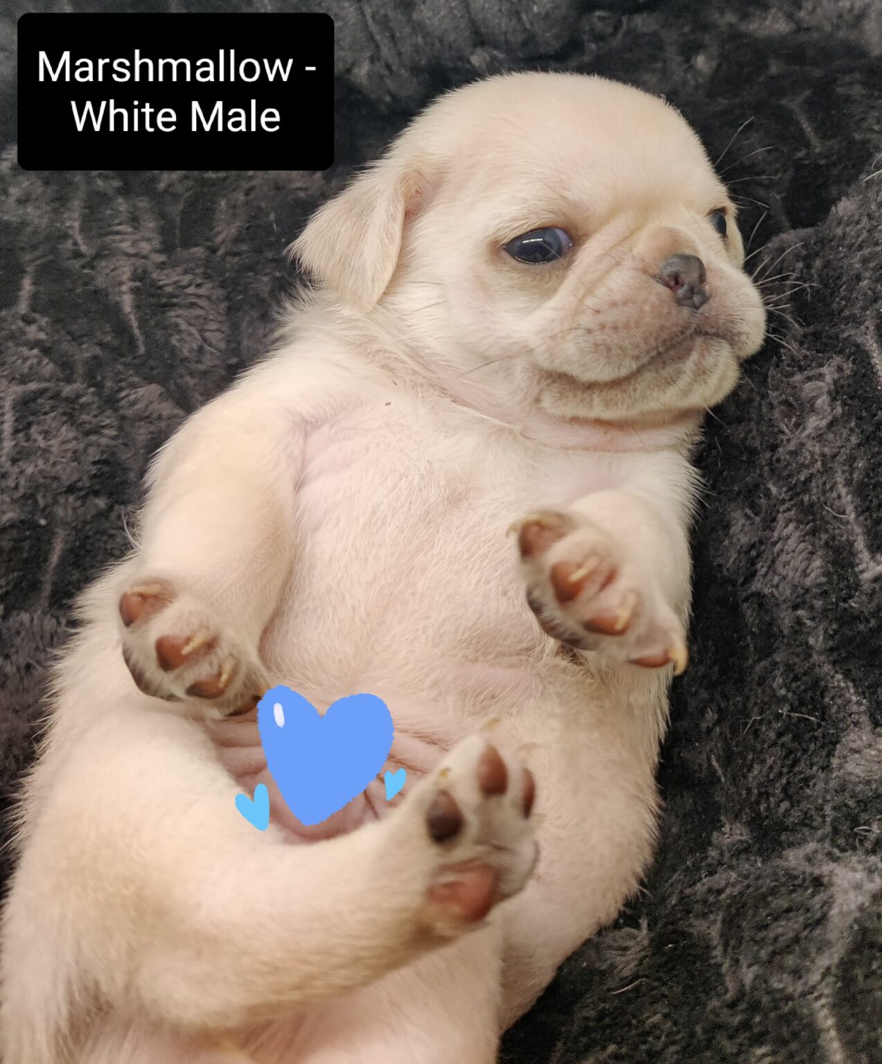 Pups Ready for Their New Home - My Pamerepd Pugs