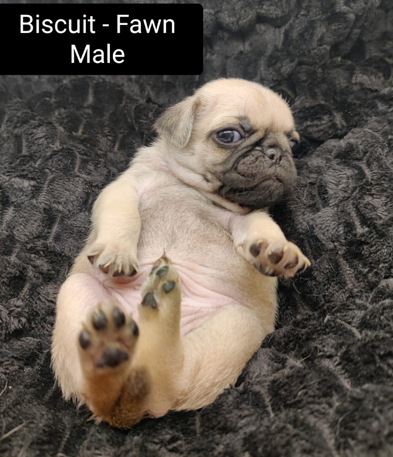 Pups Ready for Their New Home - My Pamerepd Pugs